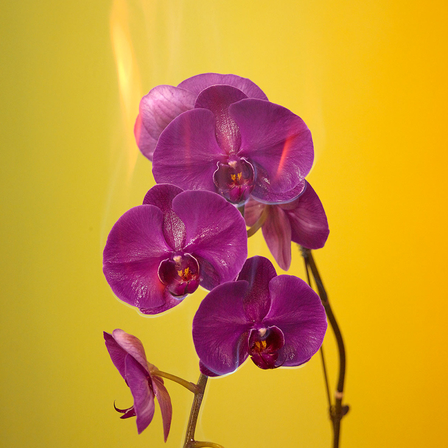 Jiang Zhi - MANGROVEGALLERY 红树林画廊